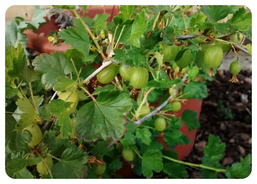 Ashley Court: strawberries, chive and gooseberries « Growing Spaces