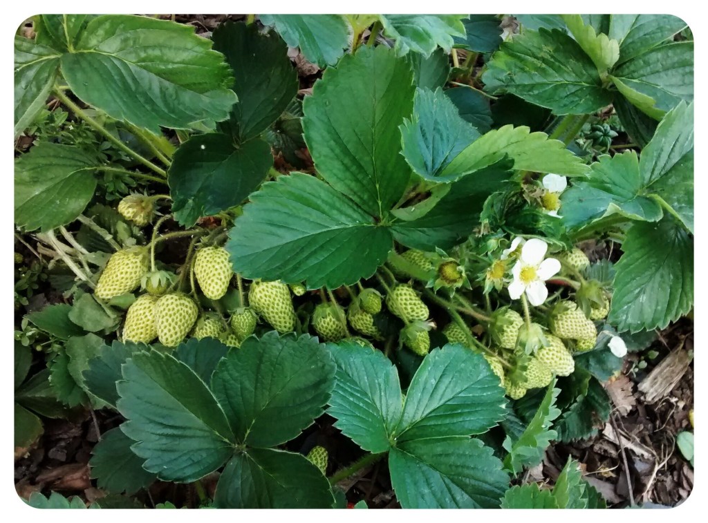 Ashley Court: strawberries, chive and gooseberries « Growing Spaces